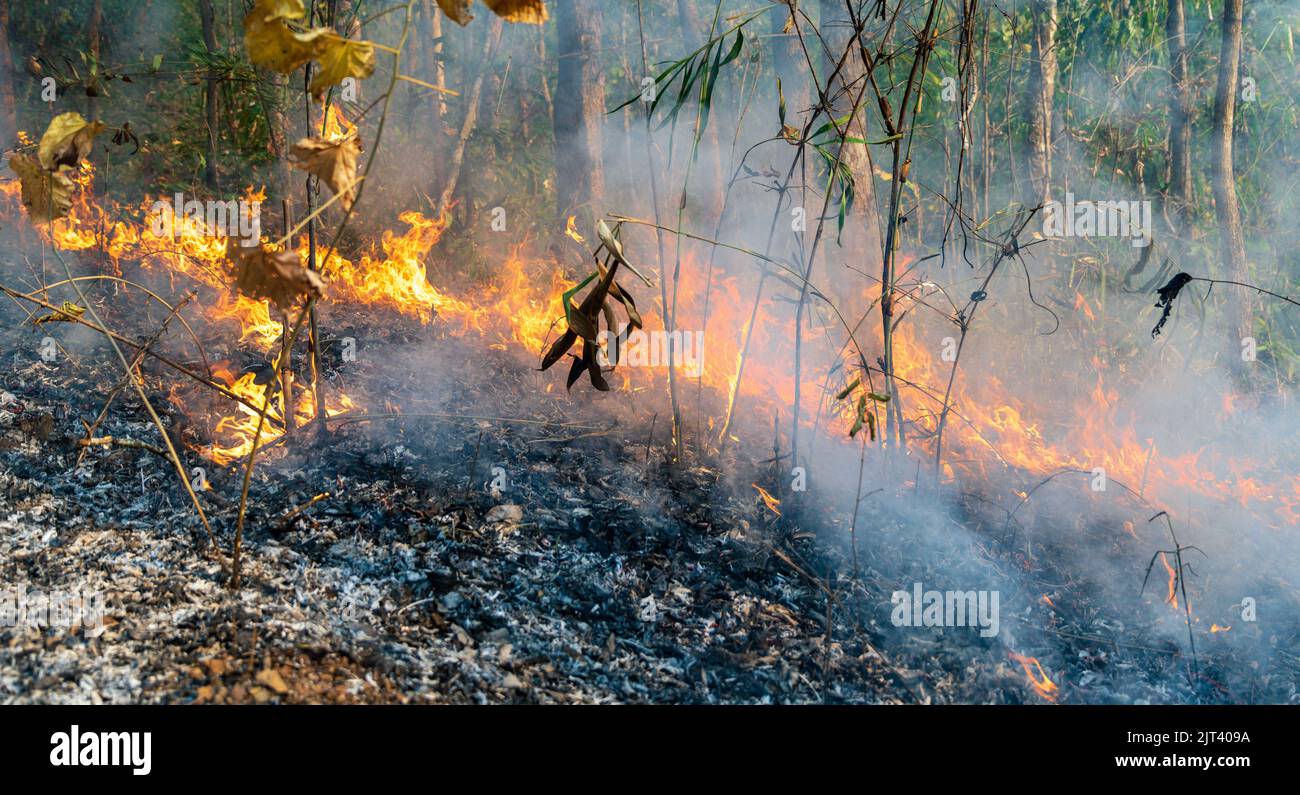 Wildfire disaster in tropical forest caused by human Stock Photo - Alamy