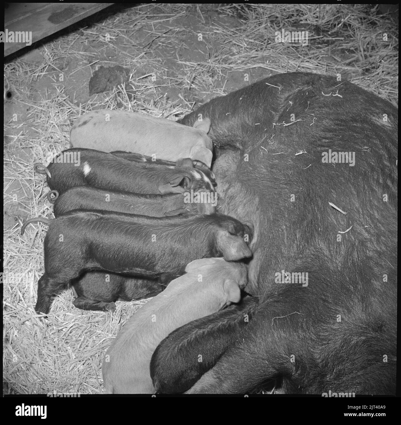 Tule Lake Relocation Center, Newell, California. Great care is given ...