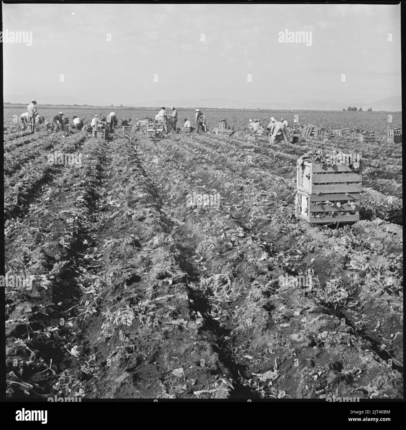 Tule Lake Relocation Center, Newell, California. Harvesting spinach ...