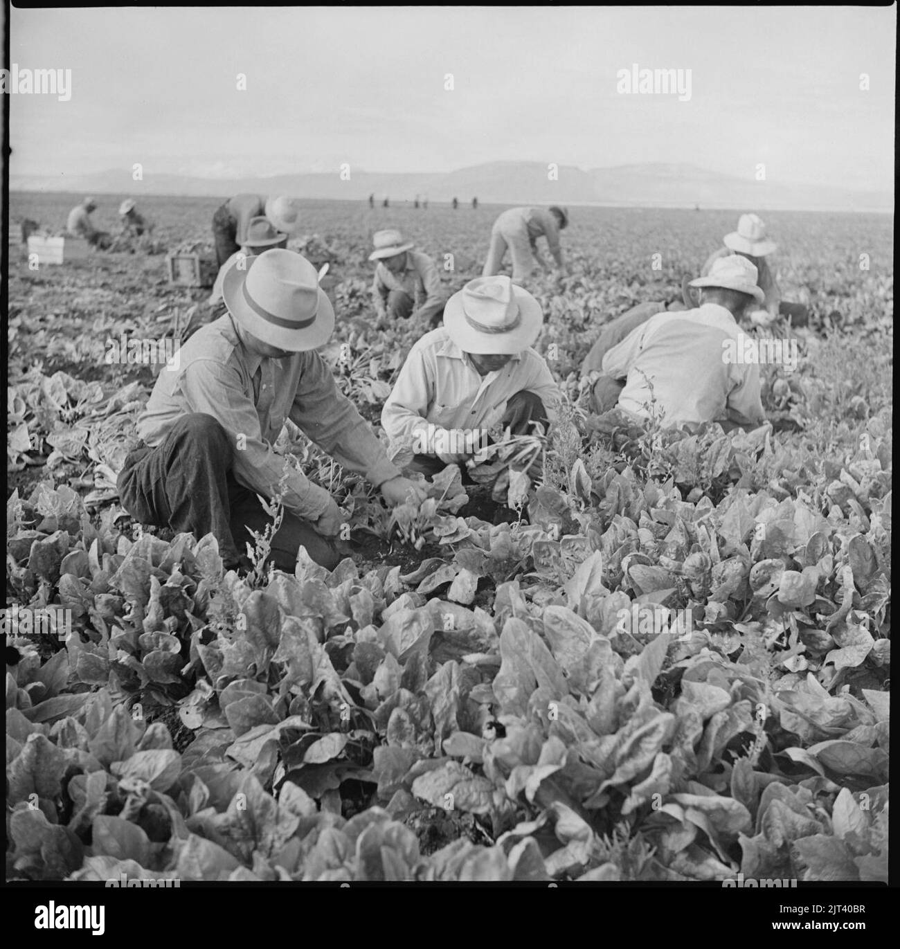 Tule Lake Relocation Center, Newell, California. Harvesting spinach ...