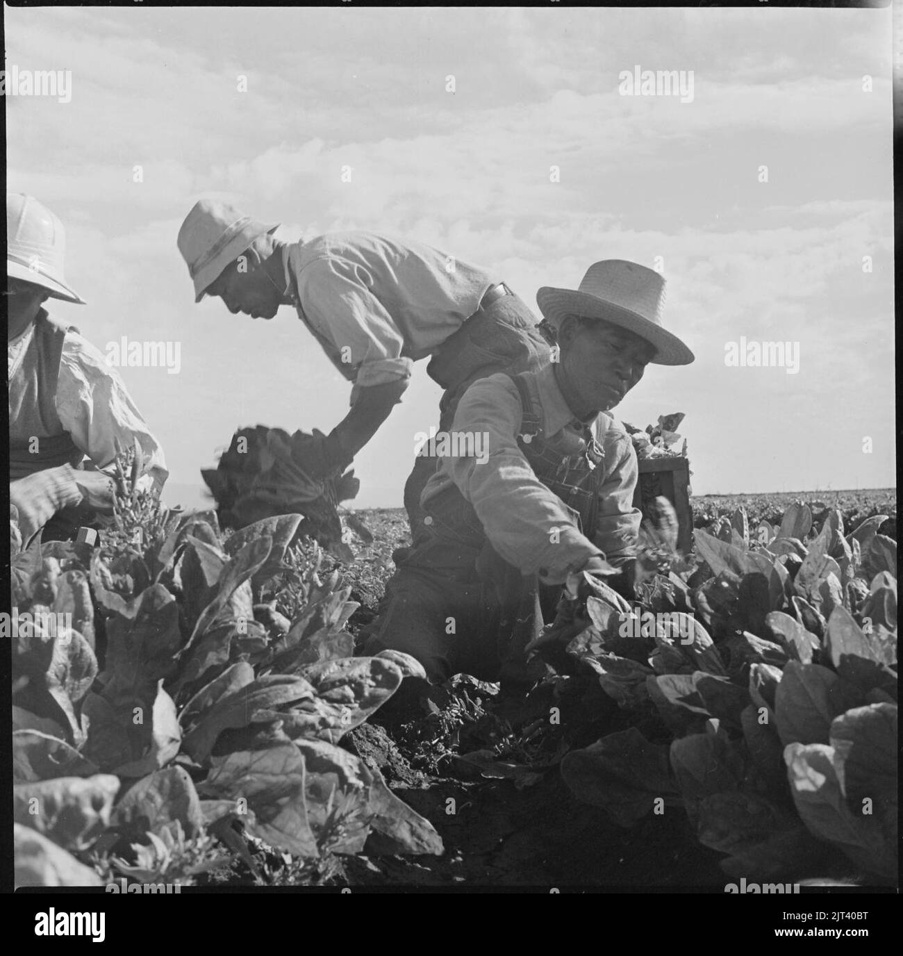 Tule Lake Relocation Center, Newell, California. Harvesting spinach ...