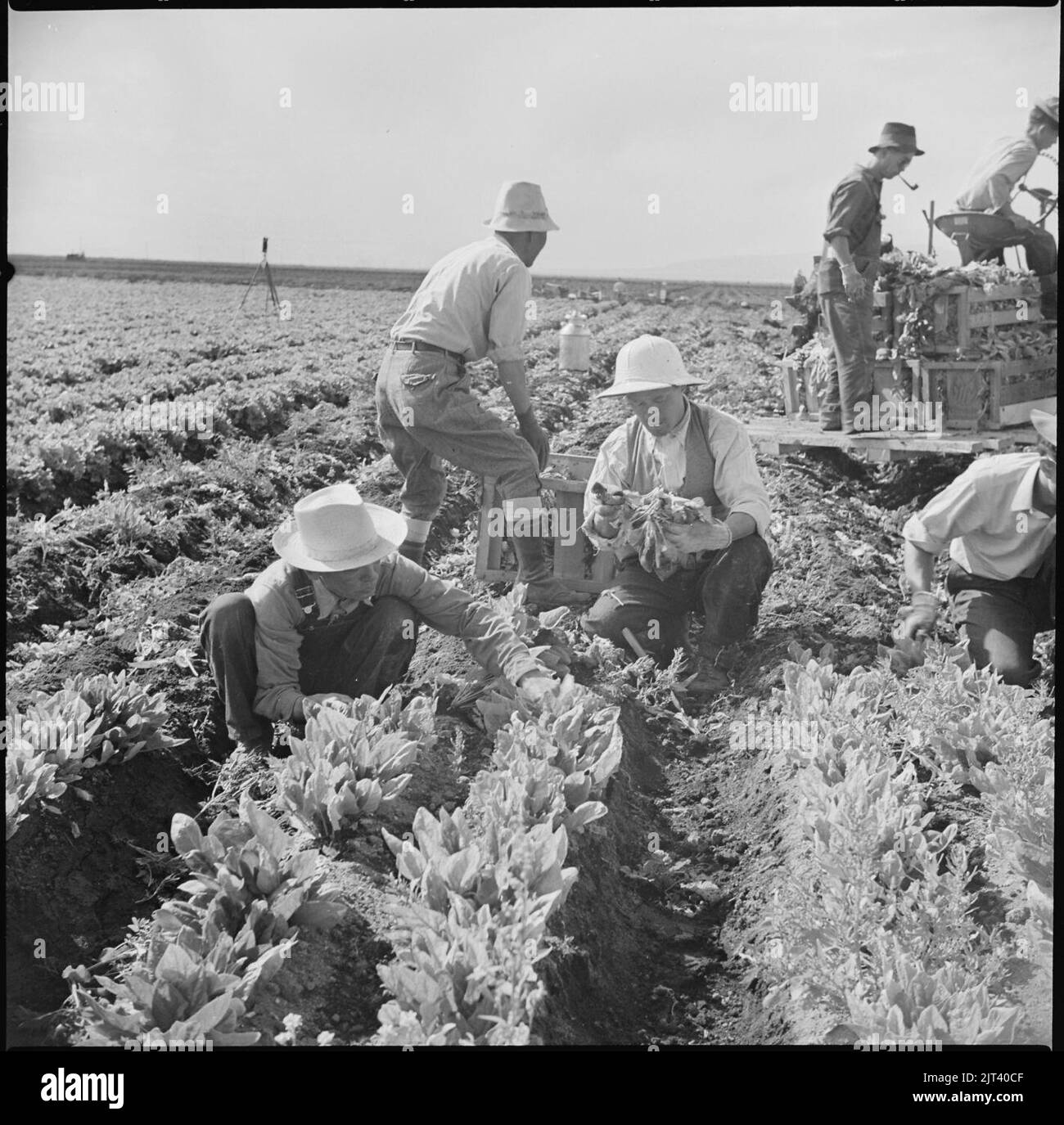 Tule Lake Relocation Center, Newell, California. Harvesting spinach ...