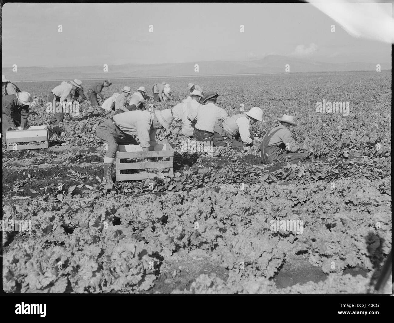 Tule Lake Relocation Center, Newell, California. Harvesting spinach ...
