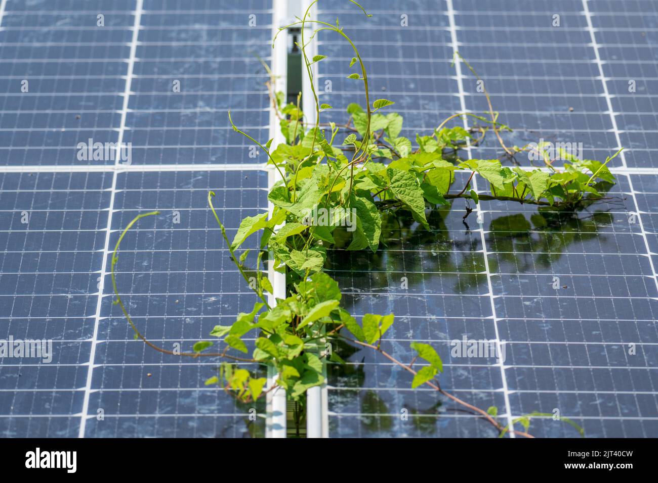 Weeds covering solar panels because lack of maintenance Stock Photo - Alamy
