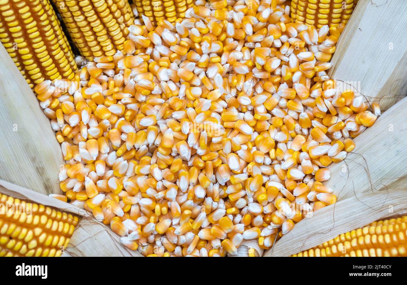 Global food shortages are growing due to the shock of the war in ...