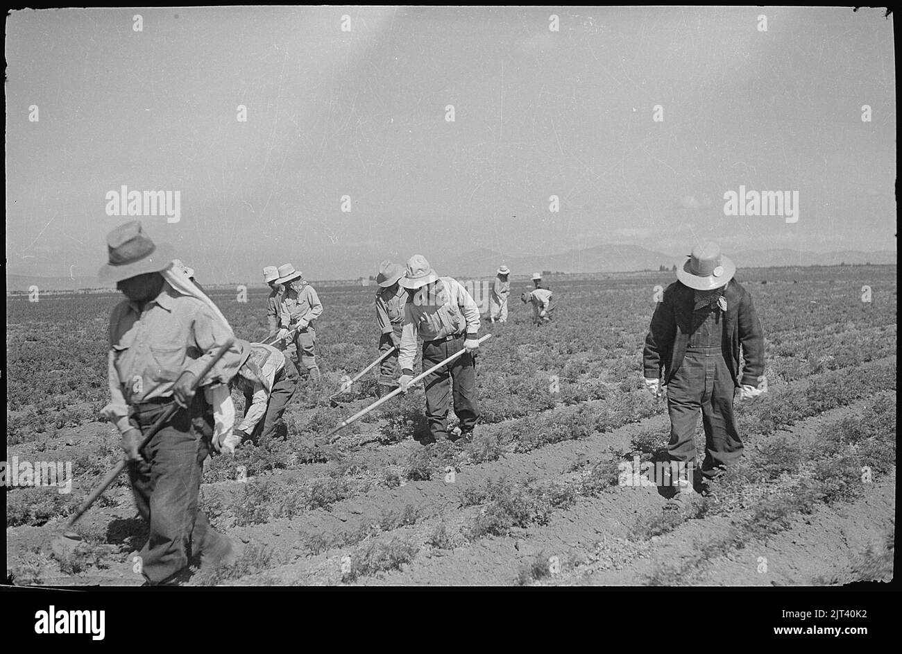 Tule Lake Relocation Center, Newell, California. Project farm scene ...
