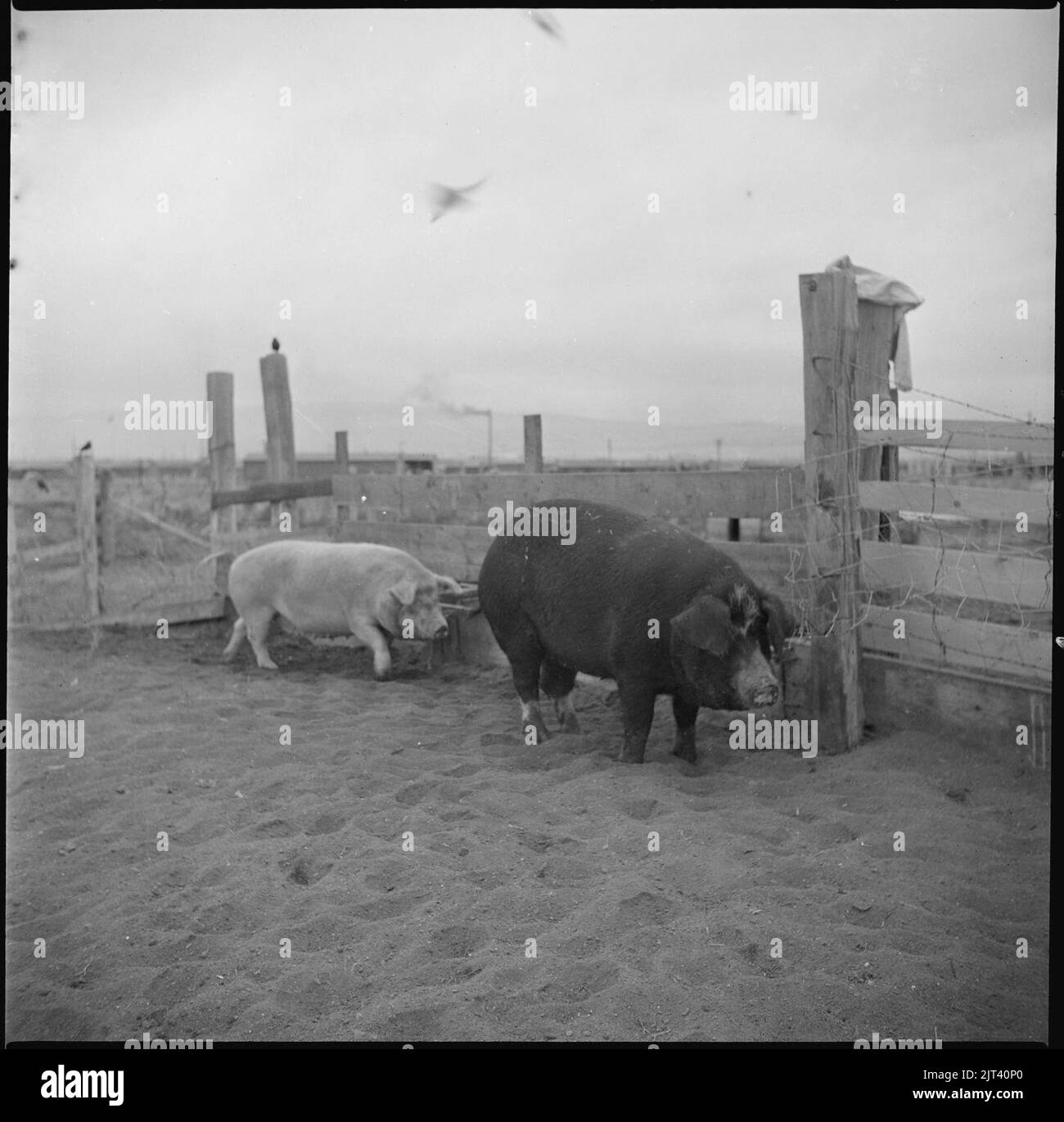 Tule Lake Relocation Center, Newell, California. Two of the many hogs ...