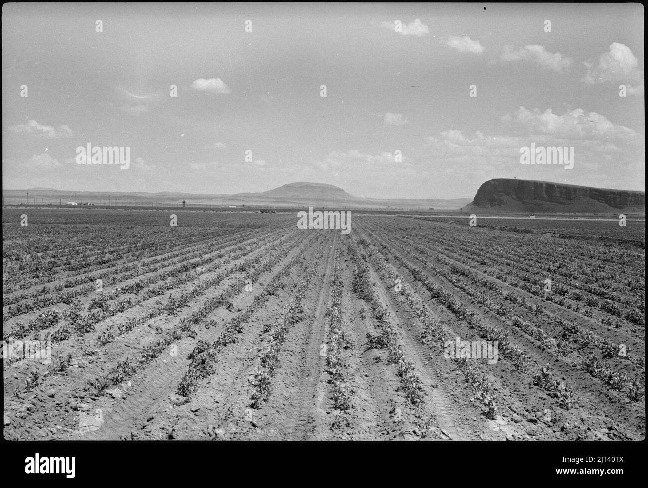 Tule Lake Segregation Center, Newell, California. This field of peas ...