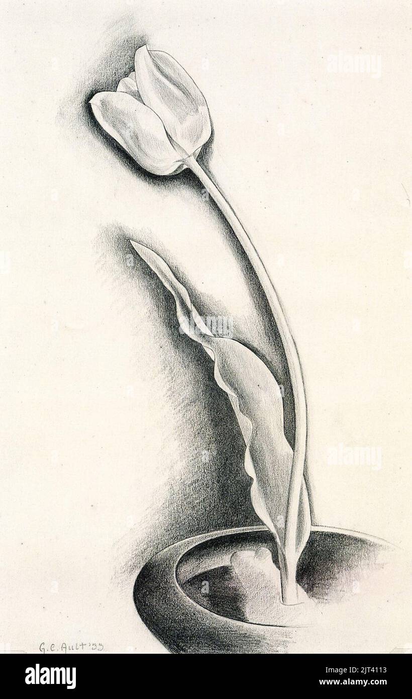 Tulip. George Copeland Ault Stock Photo - Alamy