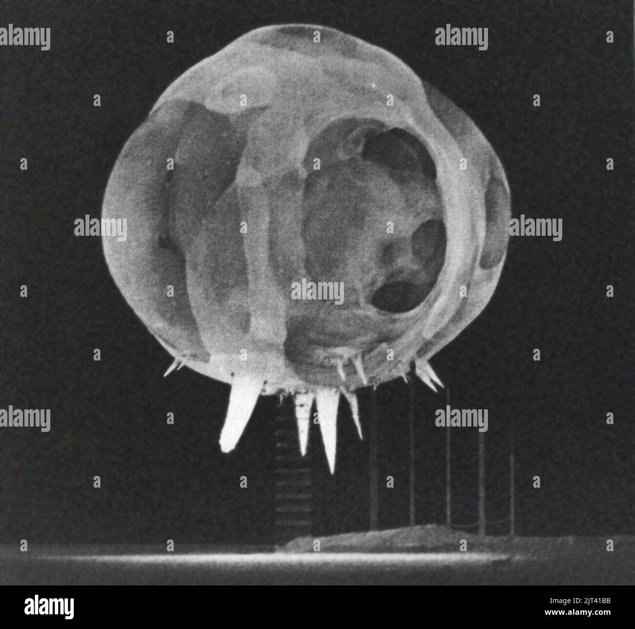 Tumbler Snapper rope tricks moire cancelled Stock Photo - Alamy