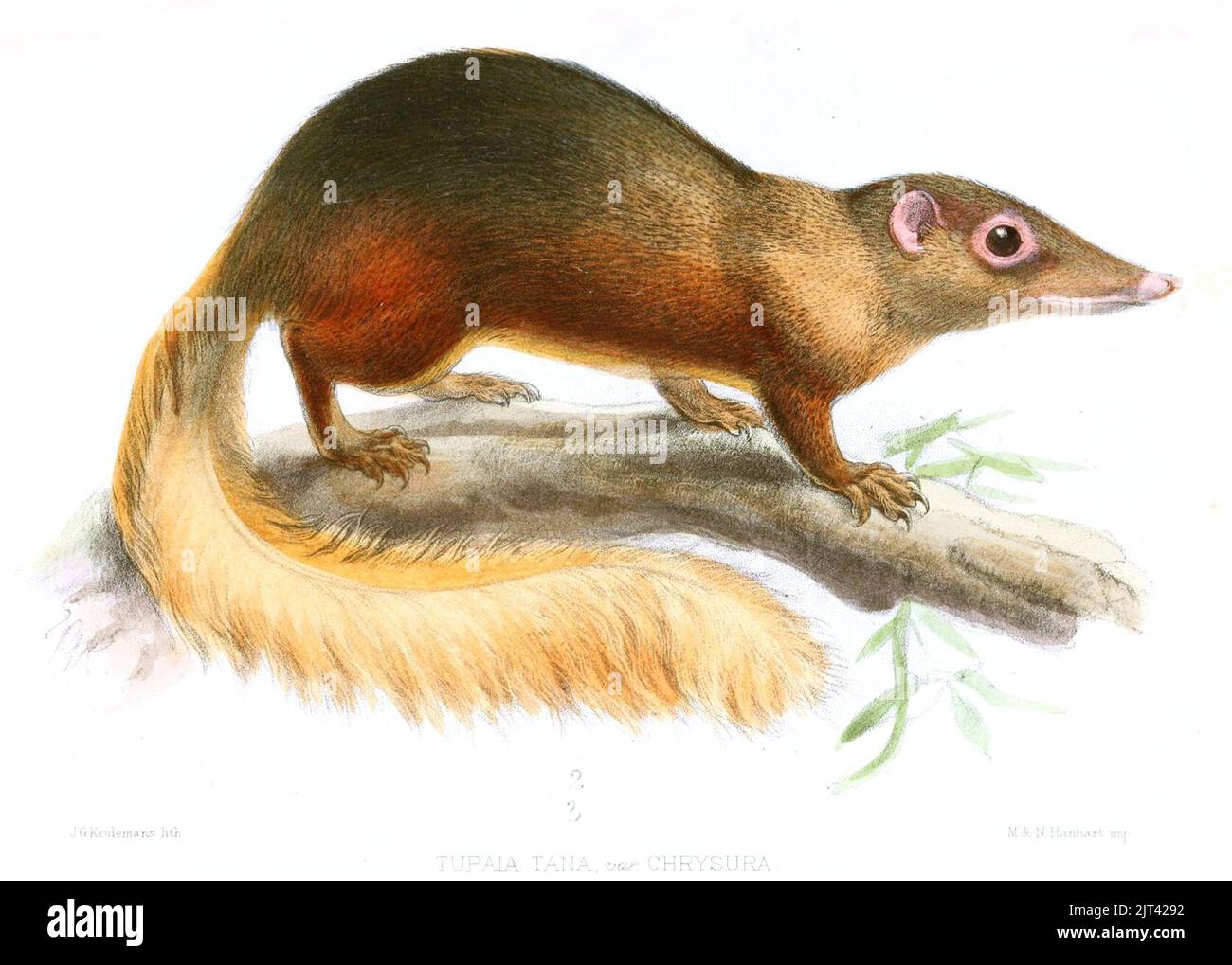 Tupaia tana hi-res stock photography and images - Alamy