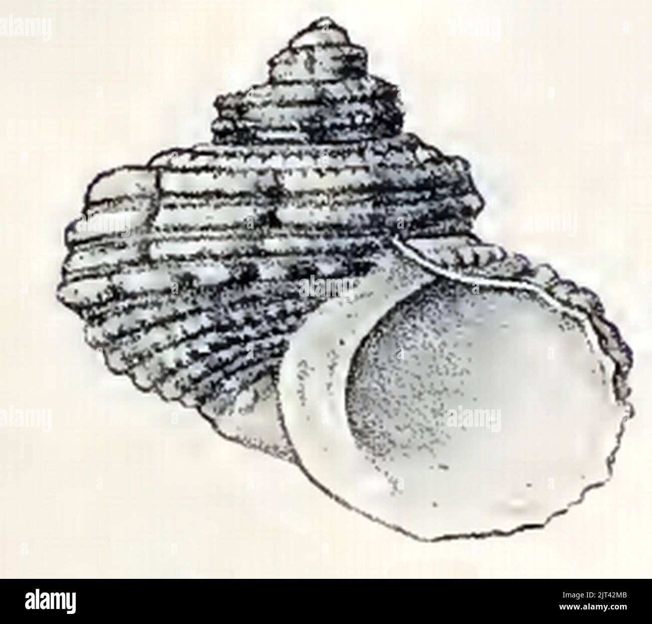 Turbo gruneri 003 Stock Photo - Alamy