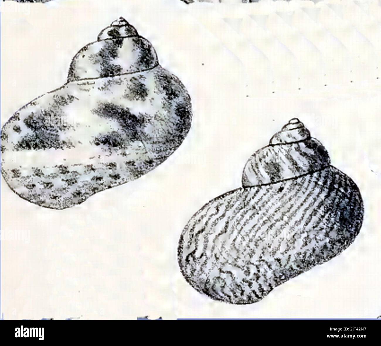 Turbo reevei 001 Stock Photo - Alamy