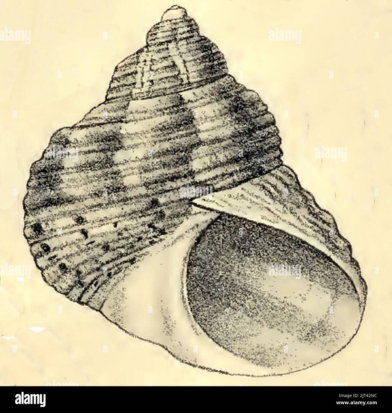 Laetus hi-res stock photography and images - Alamy