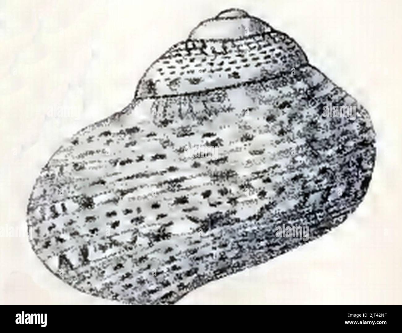 Turbo cidaris 003 Stock Photo - Alamy