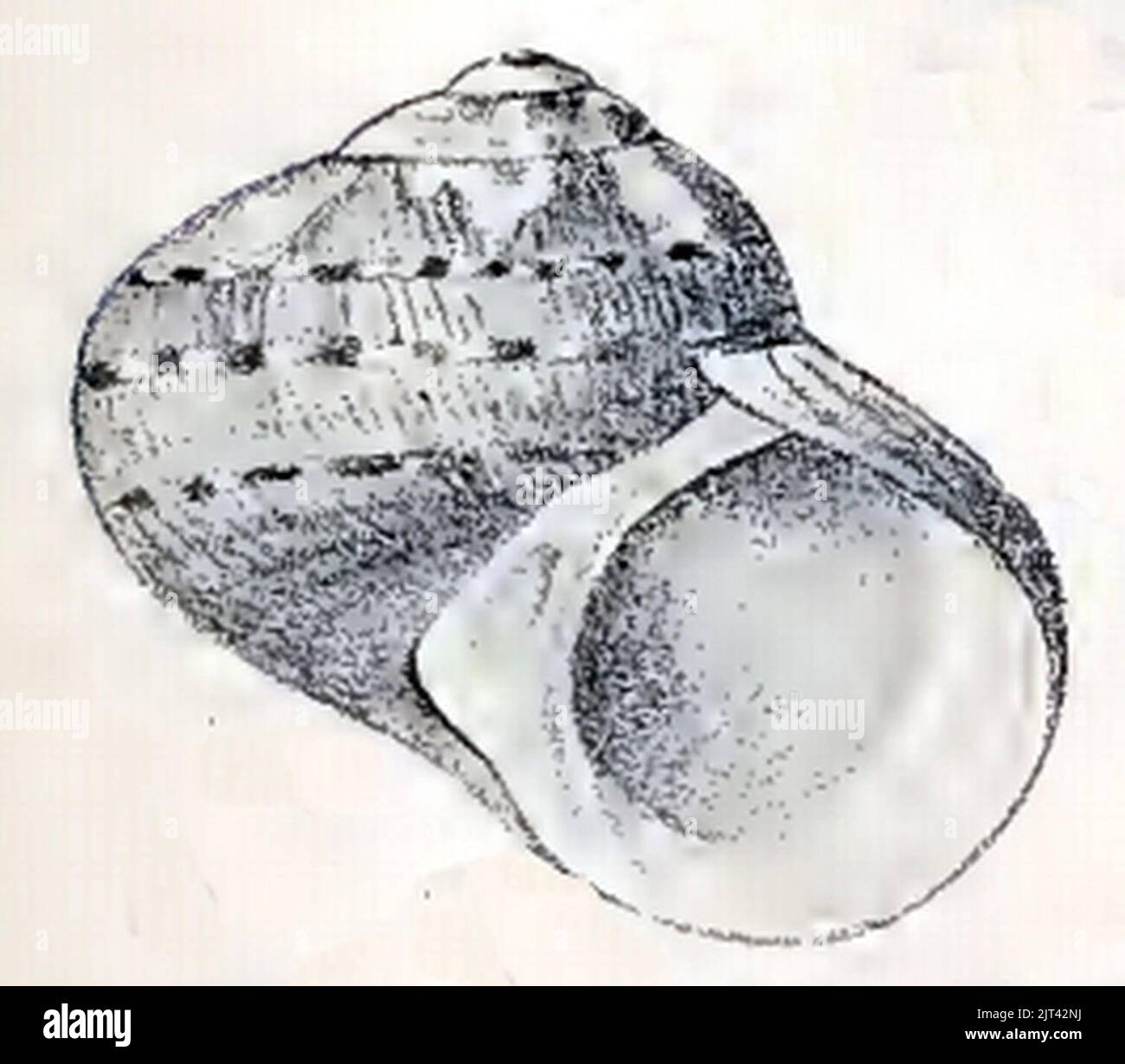 Turbo cidaris 002 Stock Photo - Alamy