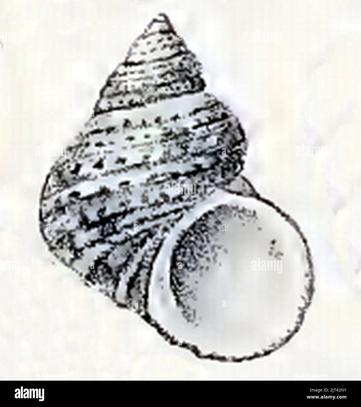 Turbo stenogyrus 001 Stock Photo - Alamy