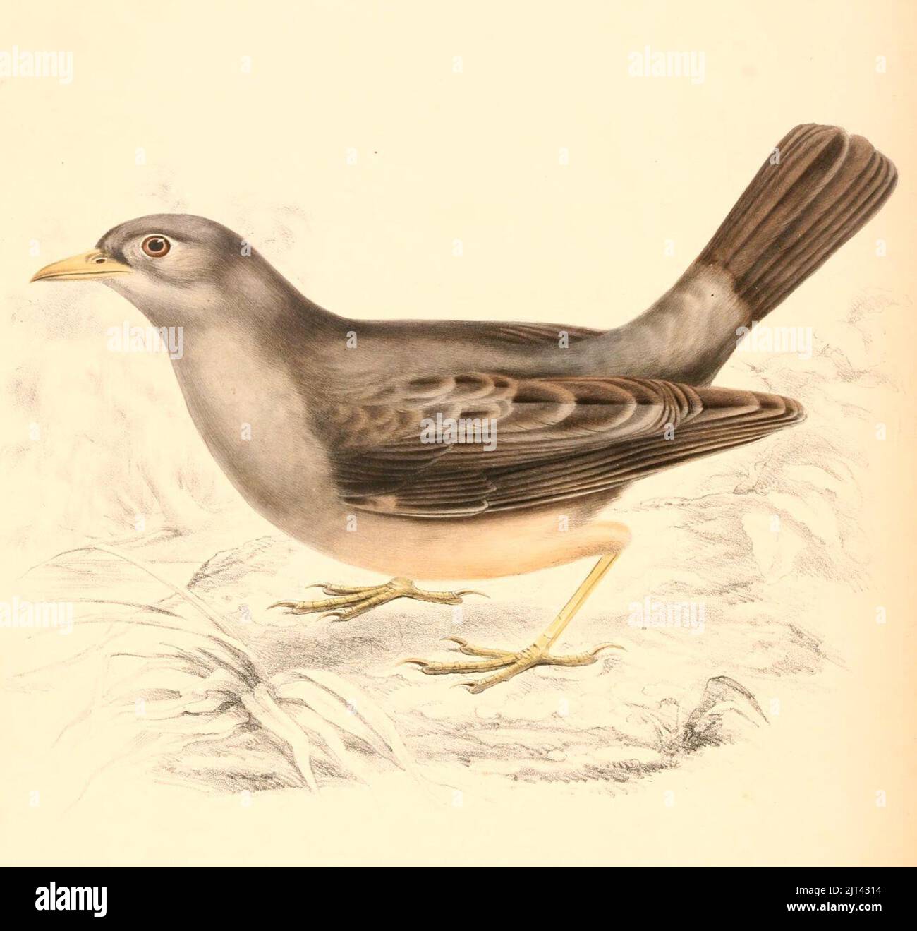 Turdus obscurus 1838 Stock Photo - Alamy