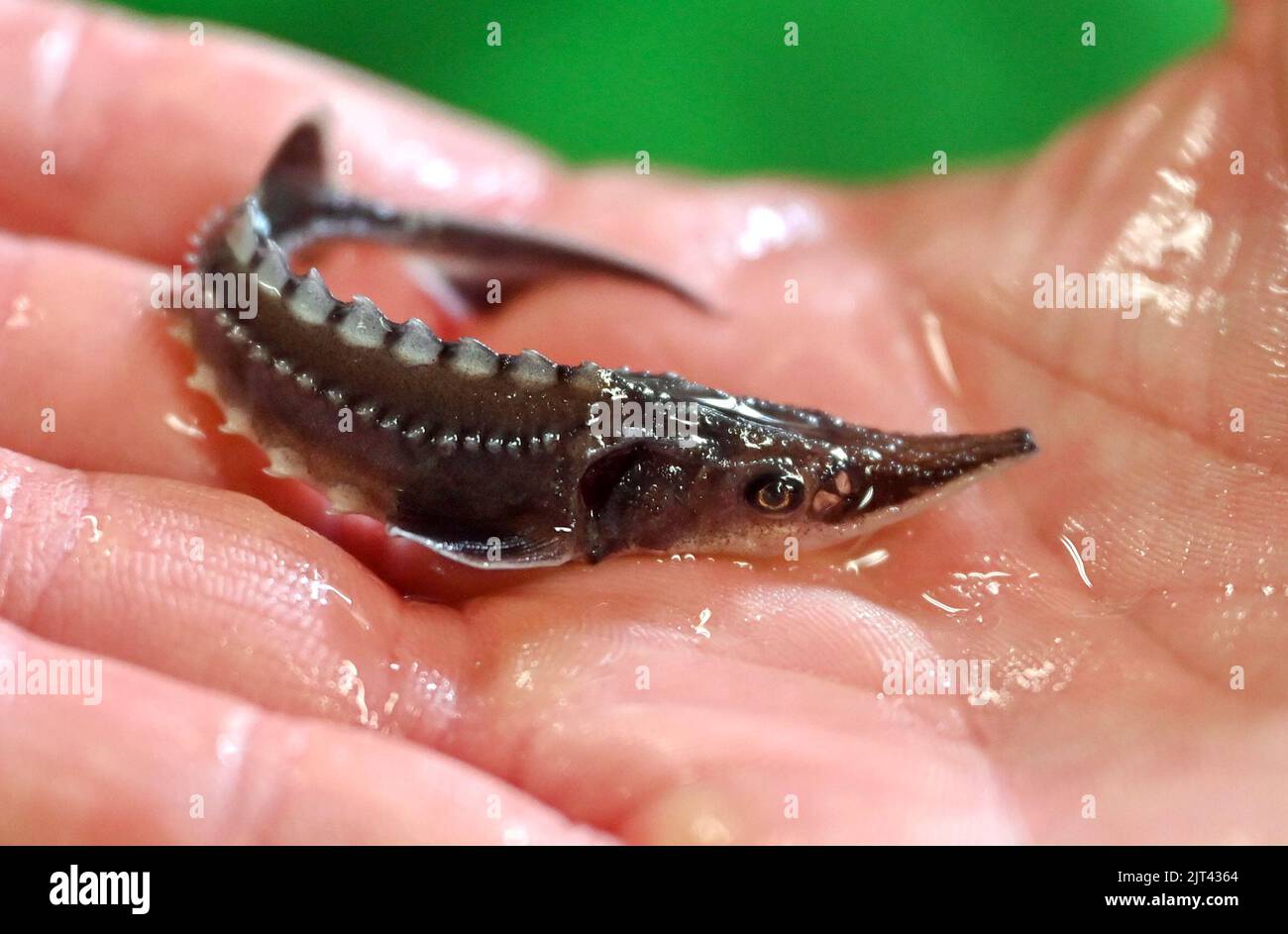 Fish rearing station hi-res stock photography and images - Alamy