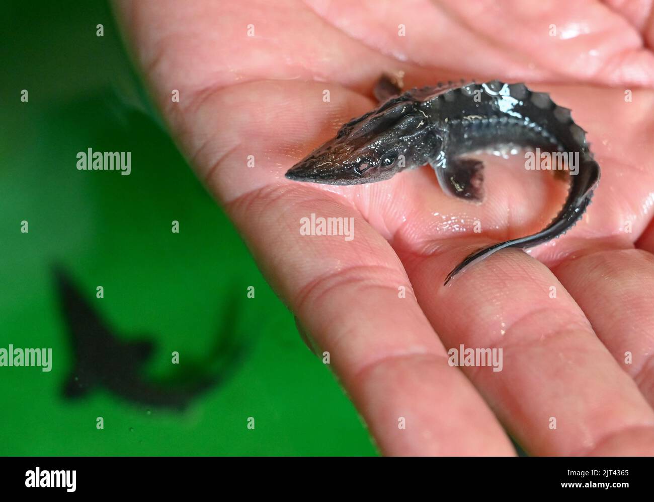 Patrick Breeding 2022