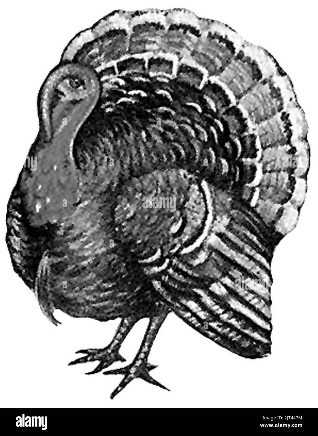 Turkey (bird) - B&W drawing Stock Photo - Alamy