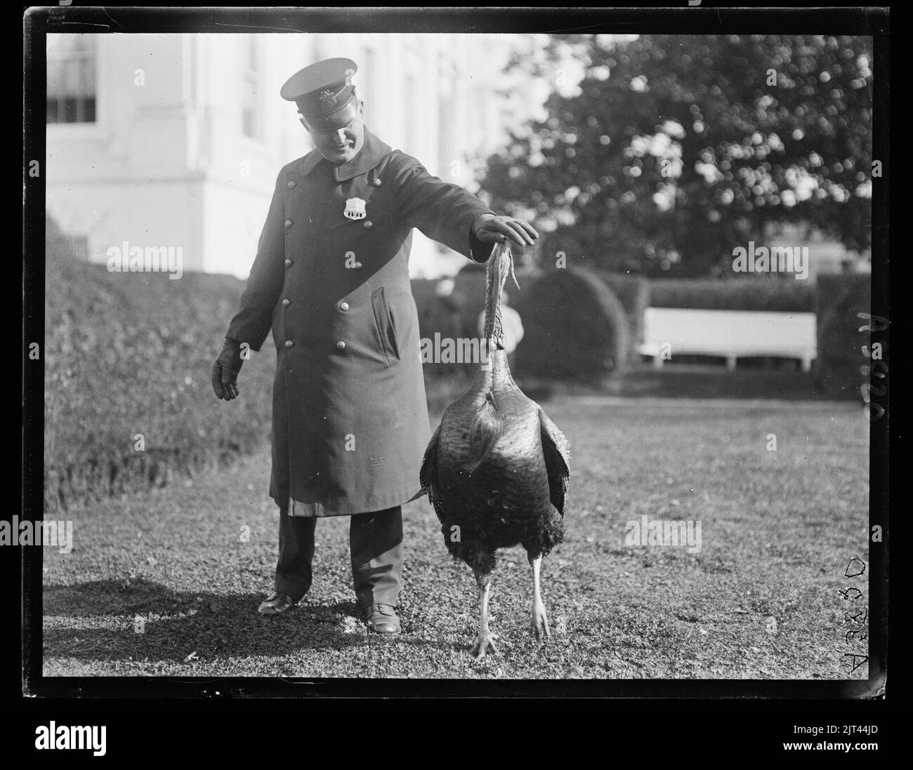 Turkey at White House, Washington, D.C Stock Photo - Alamy