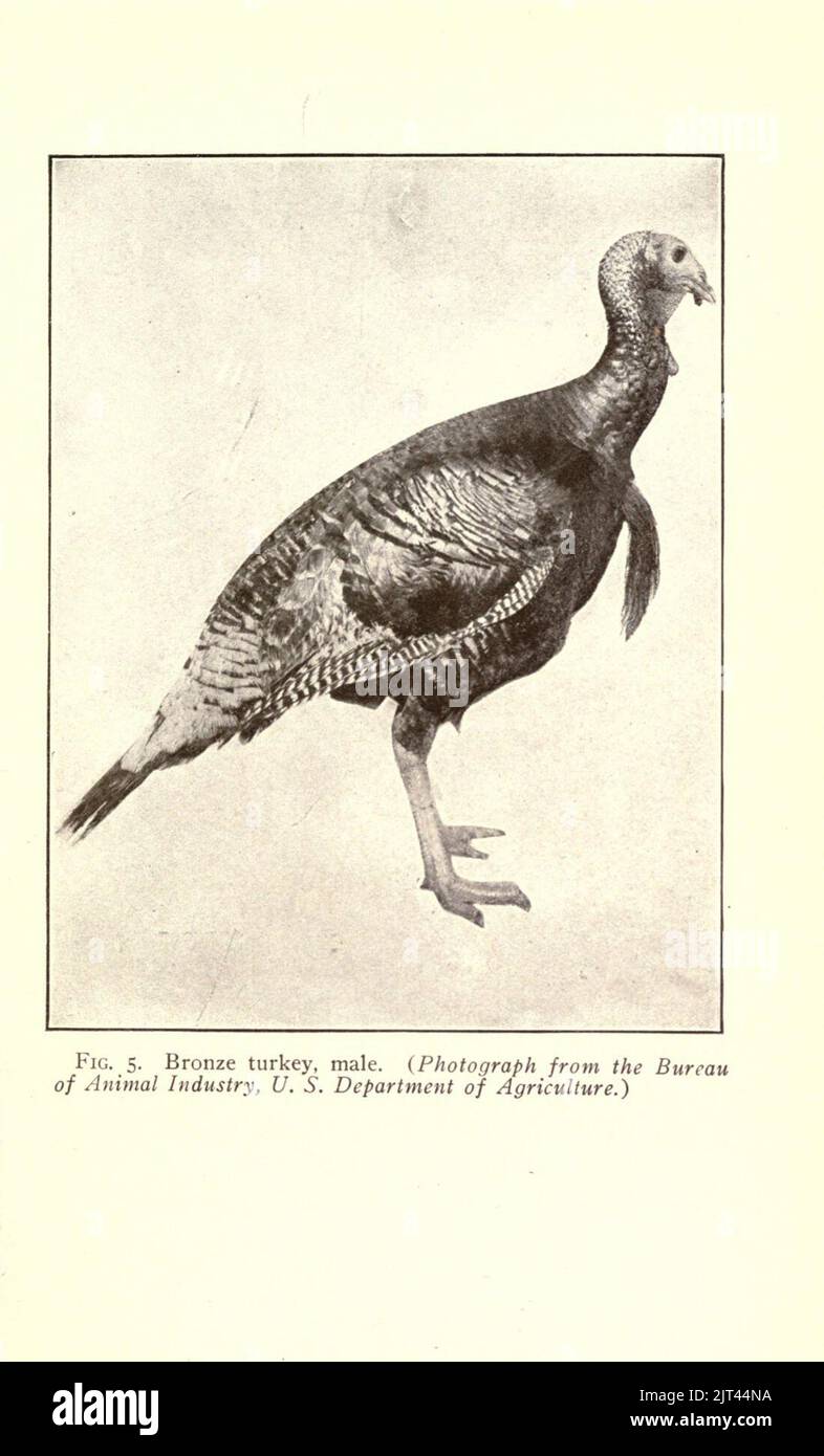 Turkey raising (Fig. 5 Stock Photo - Alamy