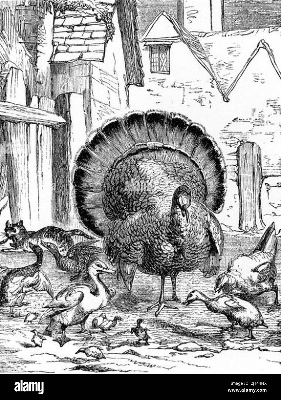 Turkey in Barnyard Drawing Stock Photo - Alamy