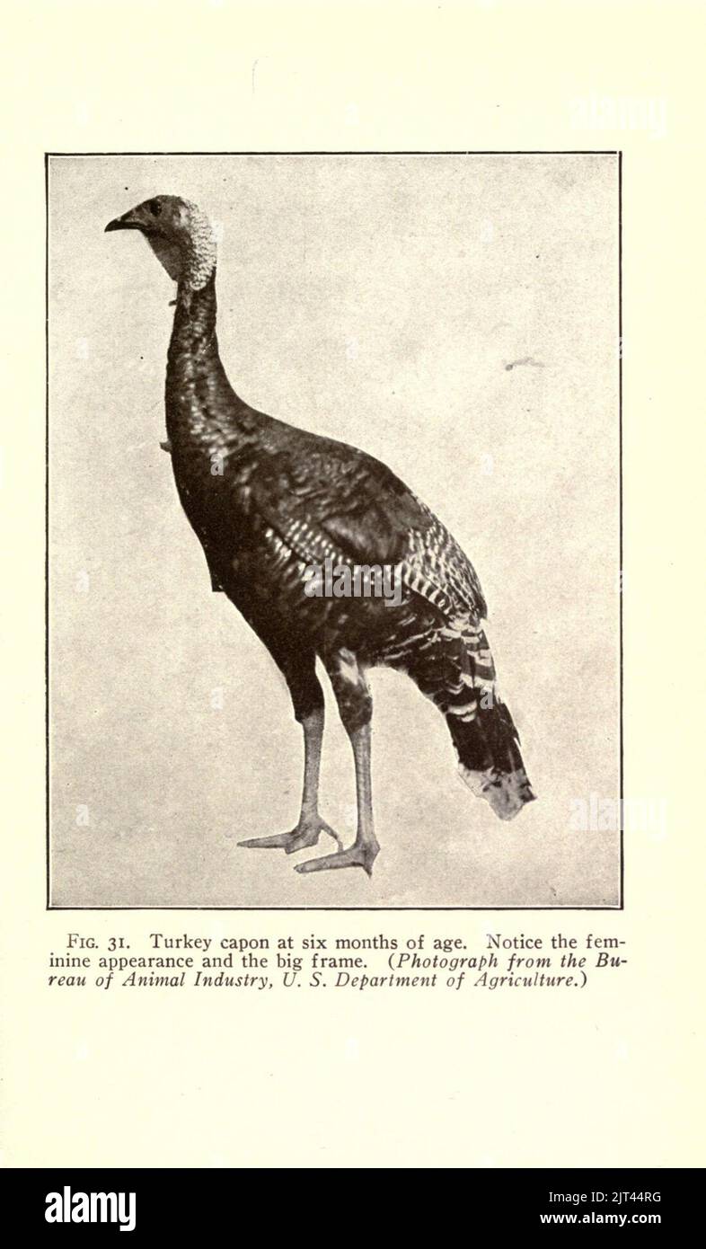 Turkey raising (Fig. 31 Stock Photo - Alamy
