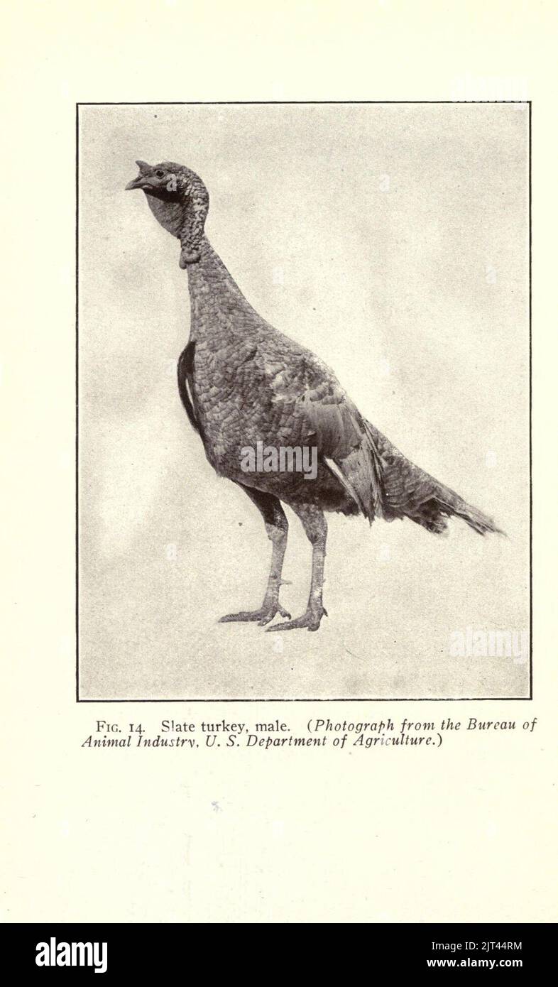 Turkey raising (Fig. 14 Stock Photo - Alamy