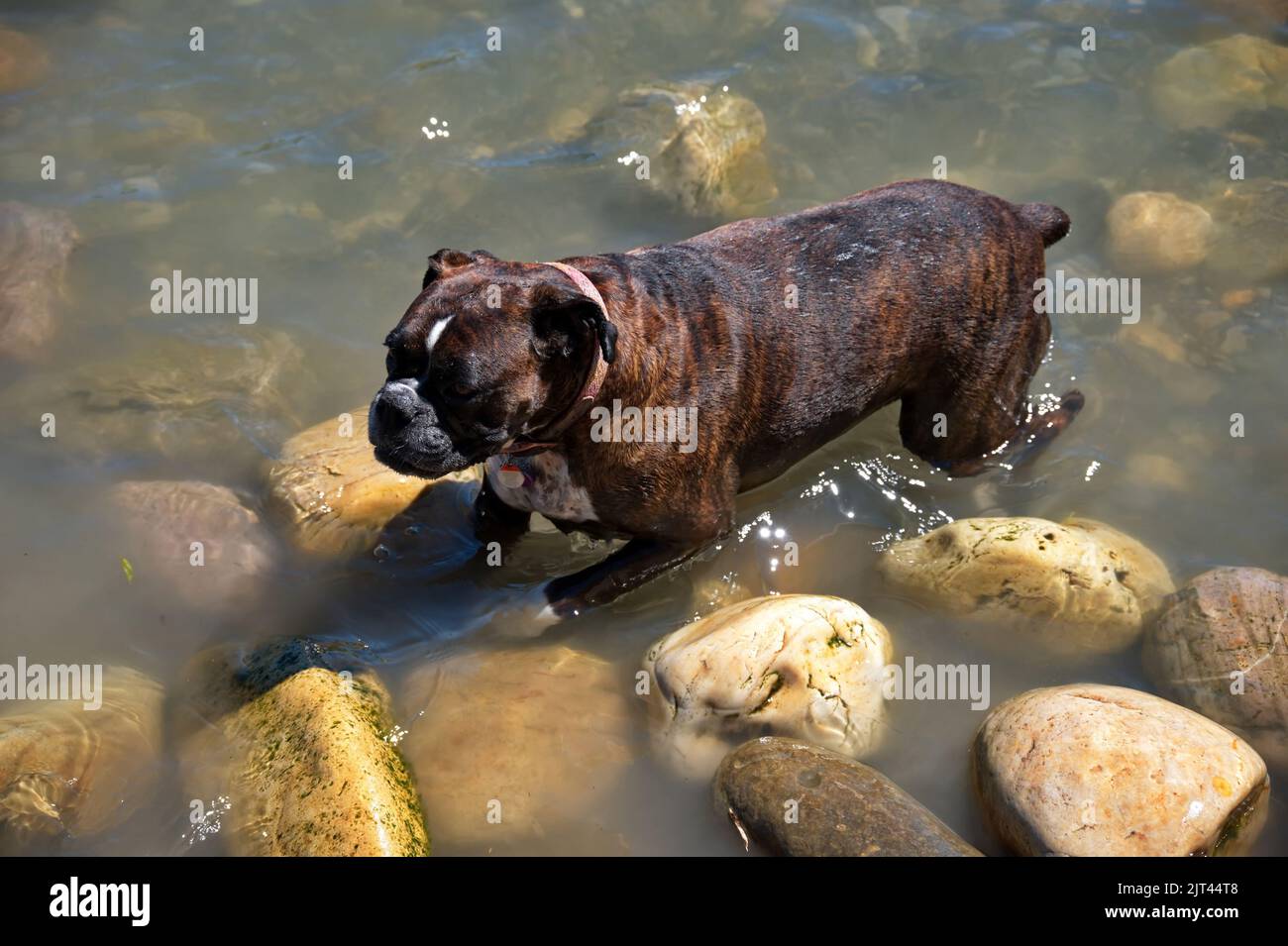 Boxer dog in water hi-res stock photography and images - Alamy