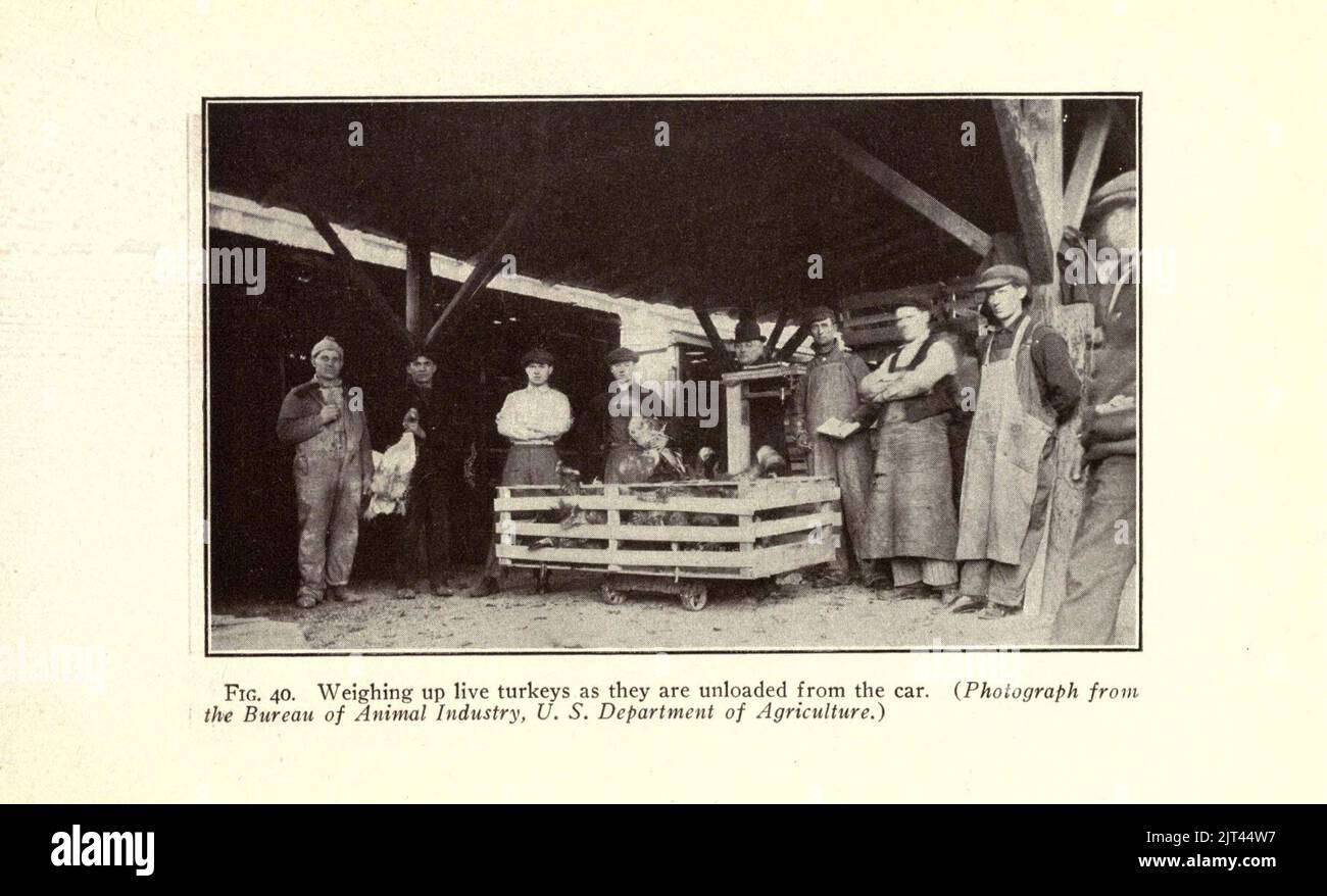 Turkey raising (Fig. 40 Stock Photo - Alamy