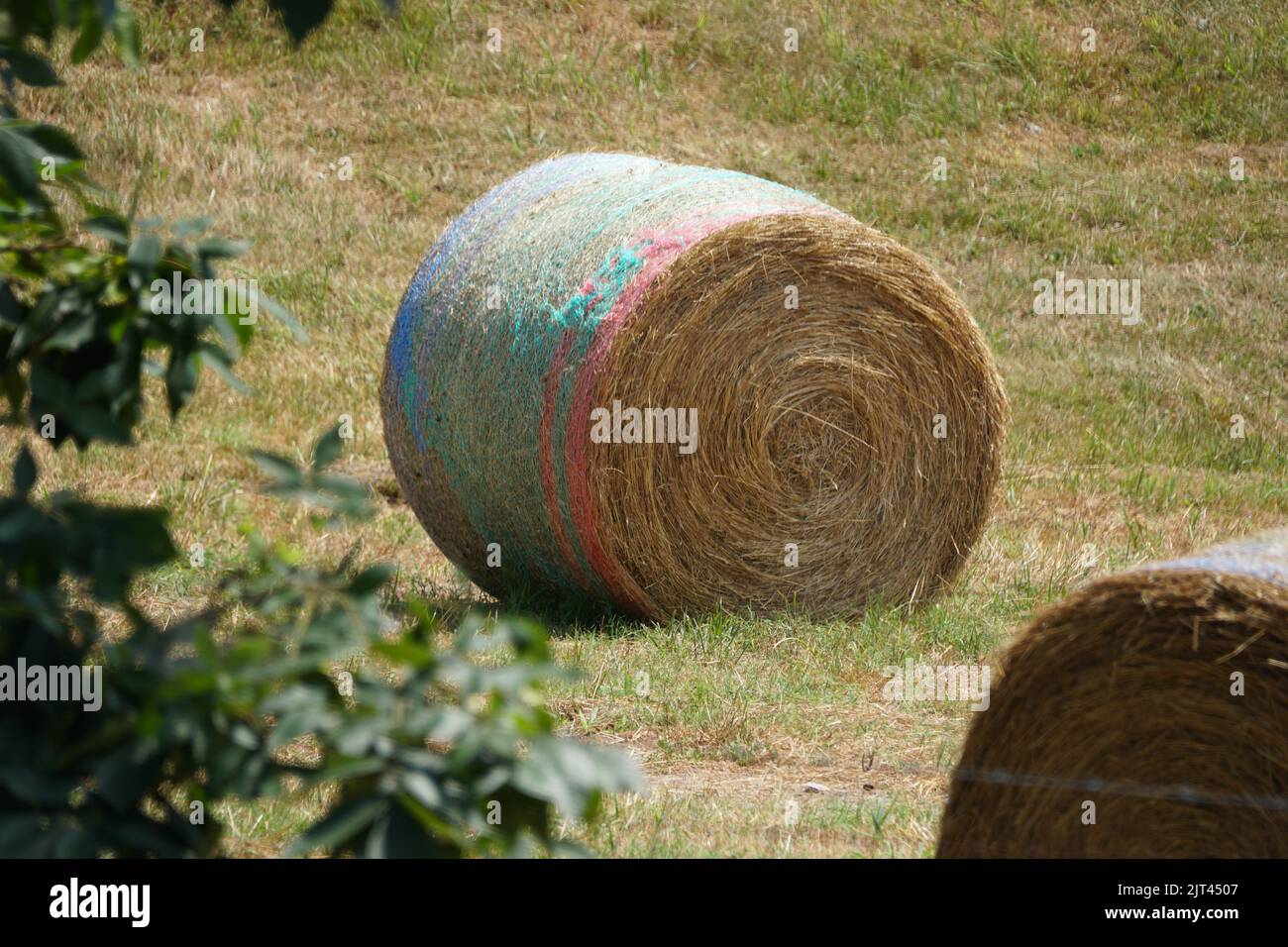 Round hays covered with colorful rainbow plastics near Arkansas, U.S.A ...