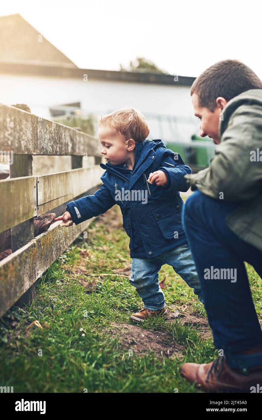 Time to feed the farm animals. a father helping his little son feed ...