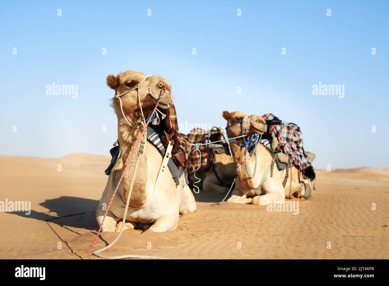Camel camels train caravan animal hi-res stock photography and images ...