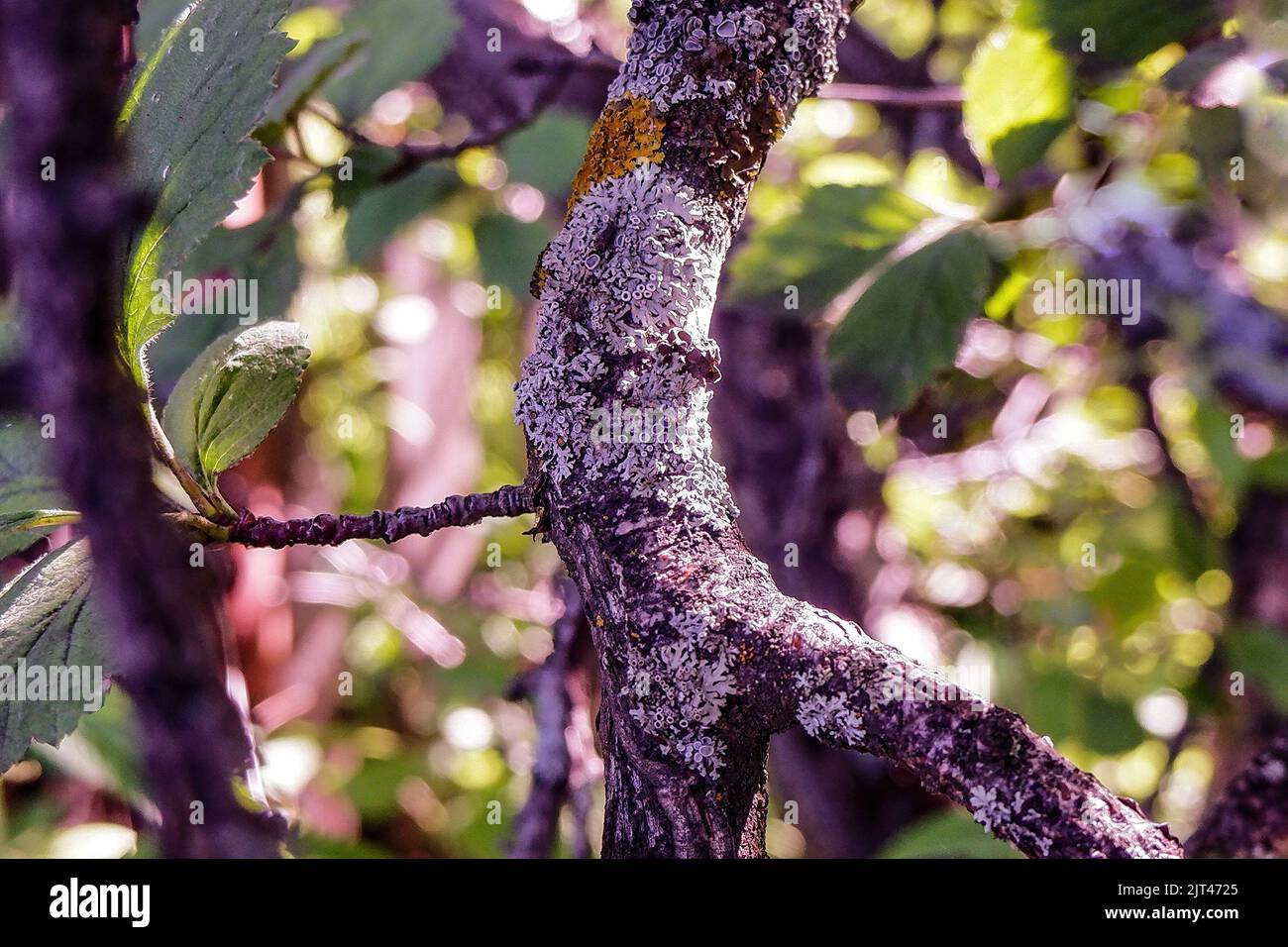 pest fungus grows on tree branches,tree diseases,fungus parasite Stock ...