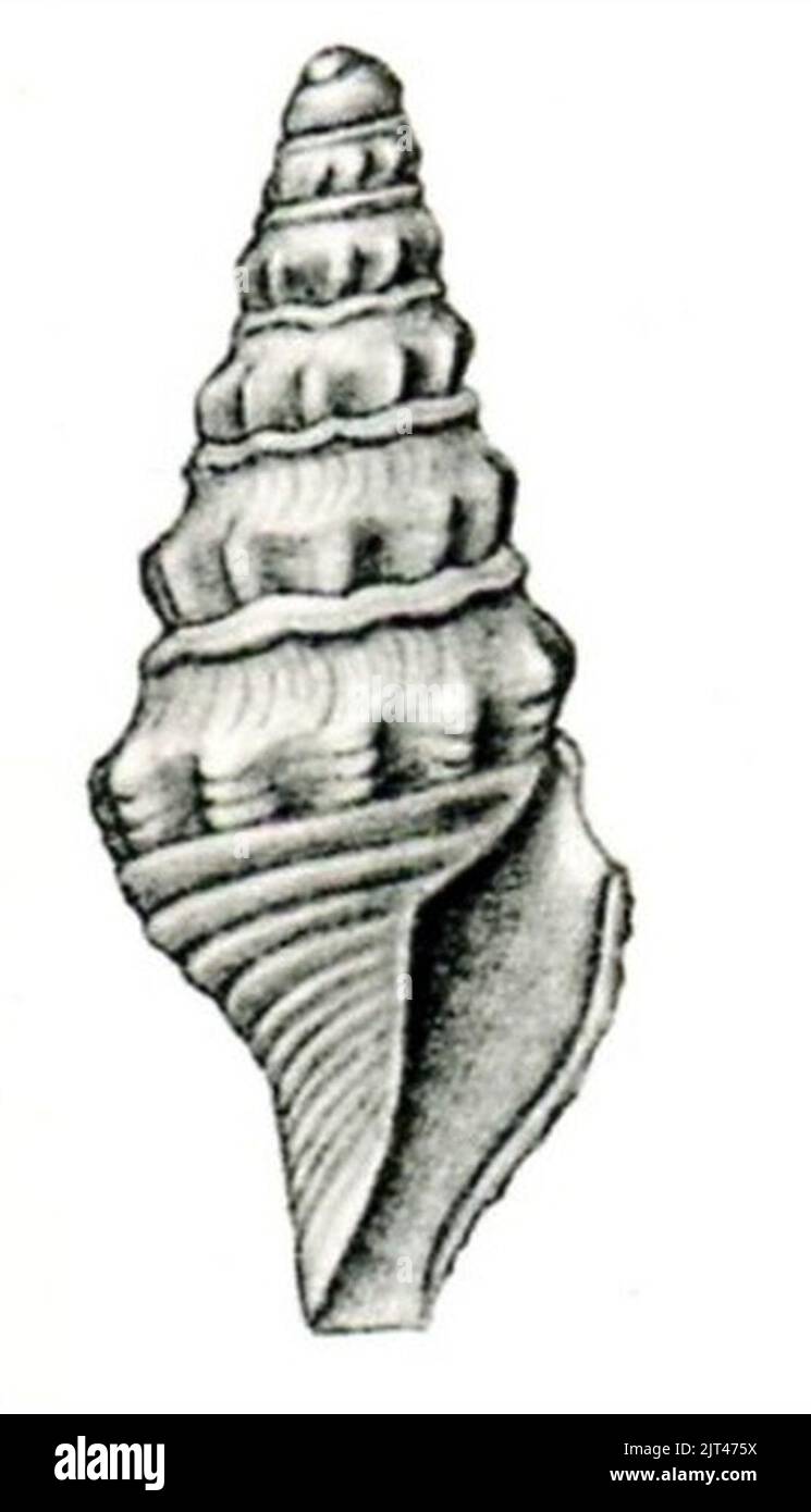 Turricula hi-res stock photography and images - Alamy