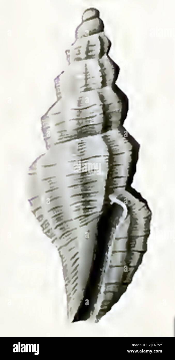 Turrella hi-res stock photography and images - Alamy