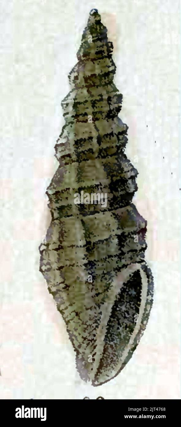 Turrella hi-res stock photography and images - Alamy