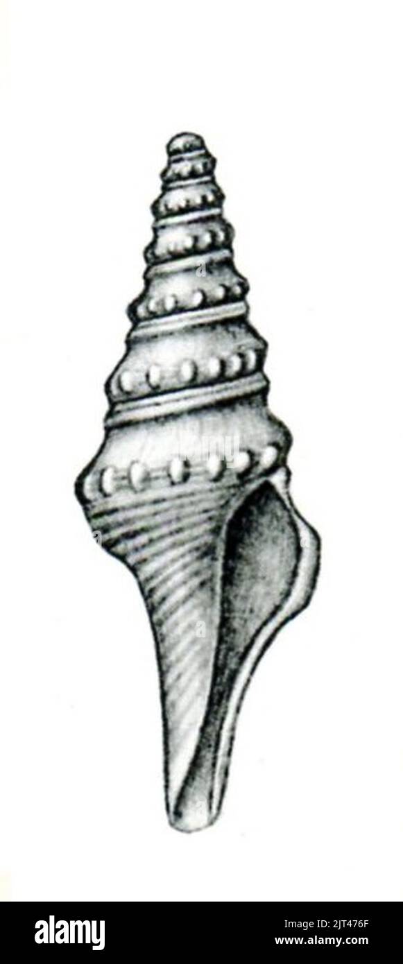 Turricula hi-res stock photography and images - Alamy