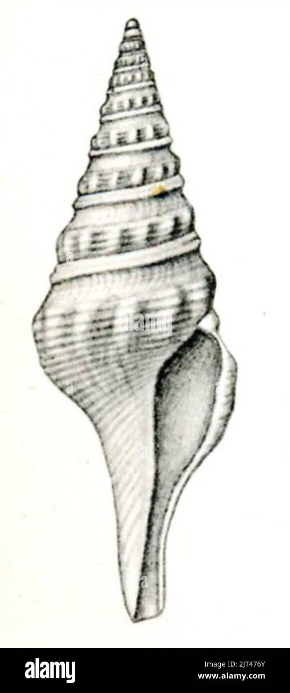 Turricula hi-res stock photography and images - Alamy