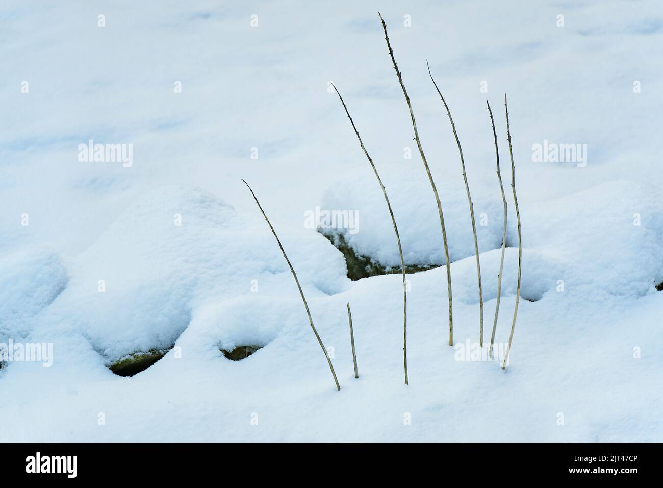 Shrub branches sticking out of fresh fallen snow Stock Photo - Alamy