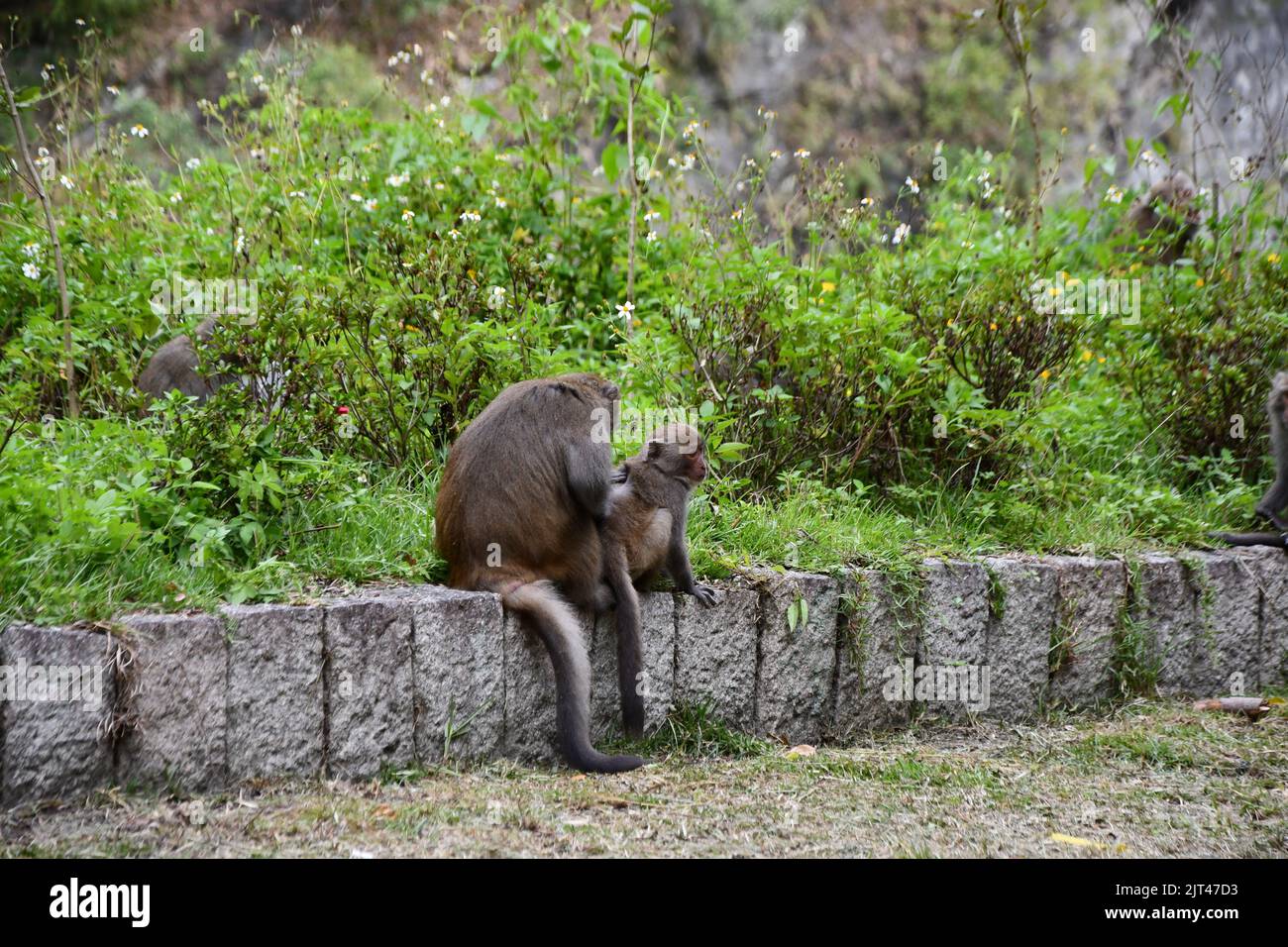 Concrete monkeys hi-res stock photography and images - Alamy