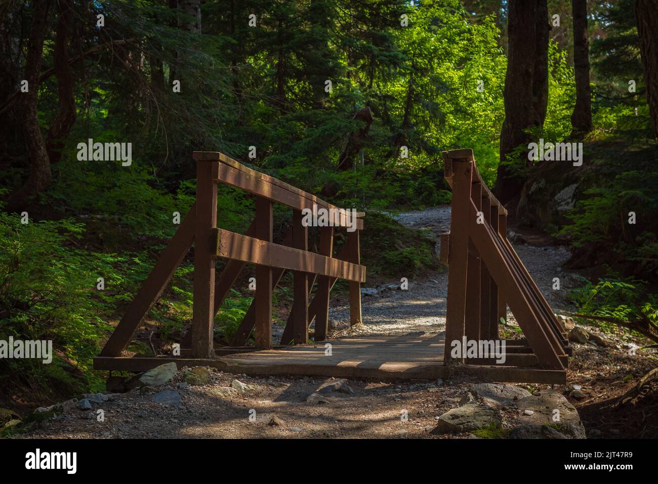 Eco path wooden walkway in the forest. Ecological trail path. Wooden ...