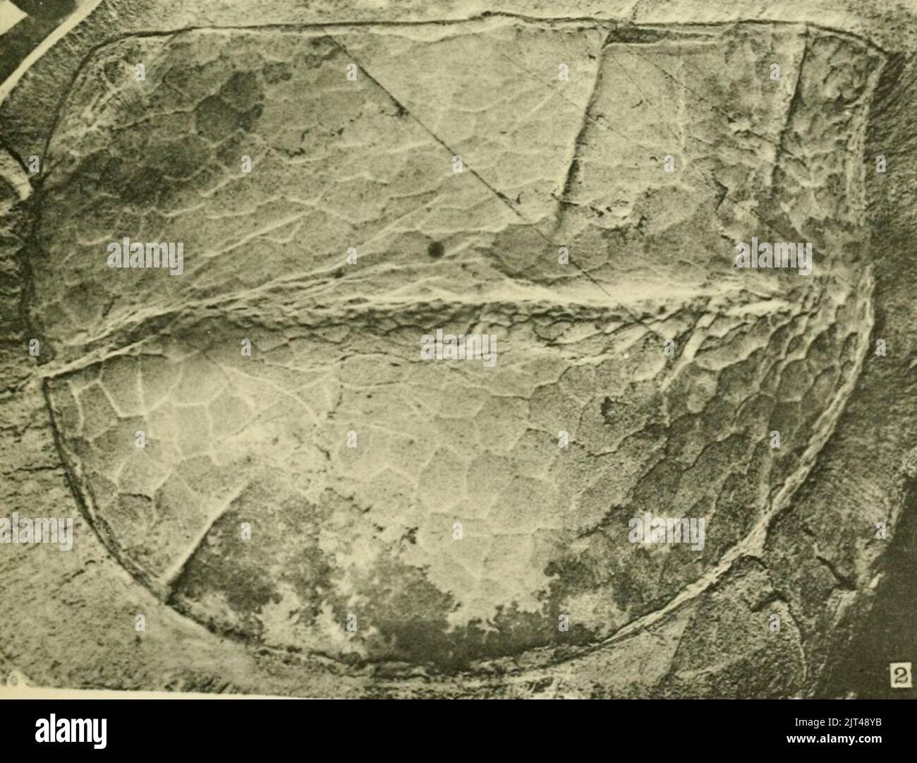 Tuzoia retifera hi-res stock photography and images - Alamy