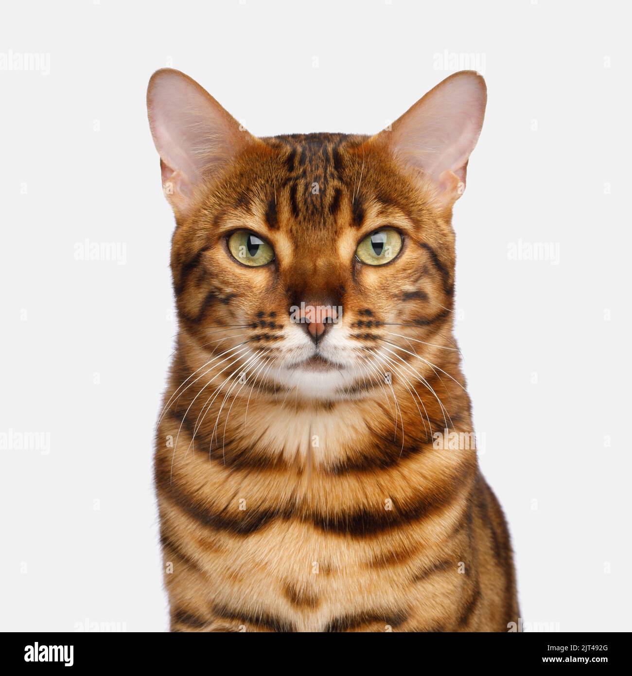 Funny portrait of bengal cat with curious muzzle gazing on Isolated ...
