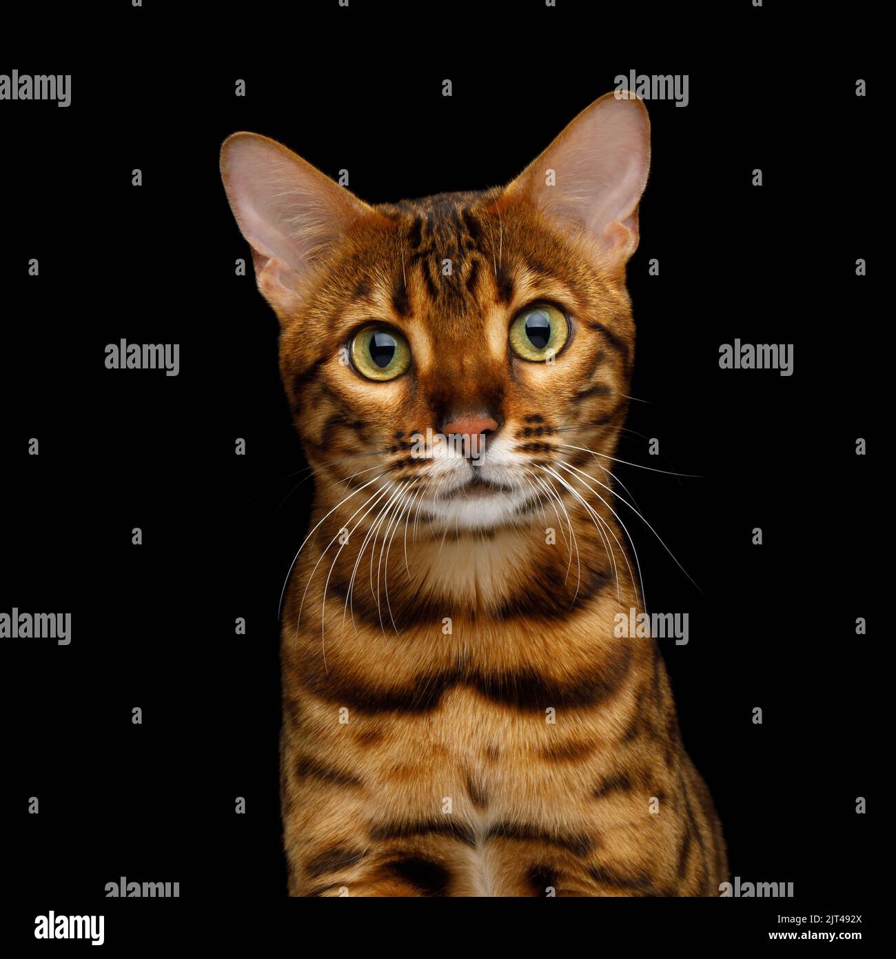 Funny portrait of bengal cat with curious muzzle gazing on Isolated ...