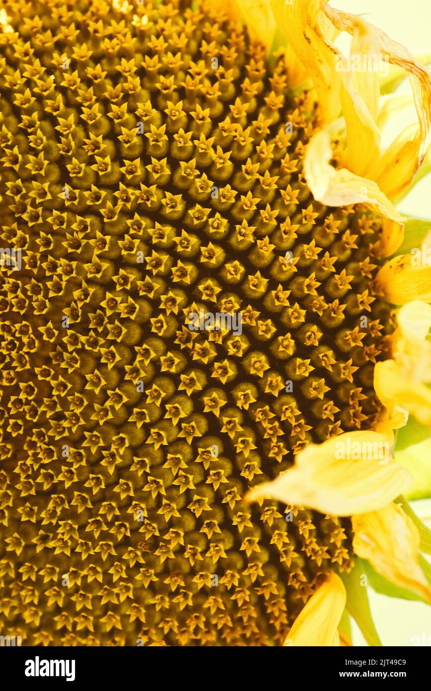 Ripe sunflower with stamens extreme close-up. Seeds with flowers are ...