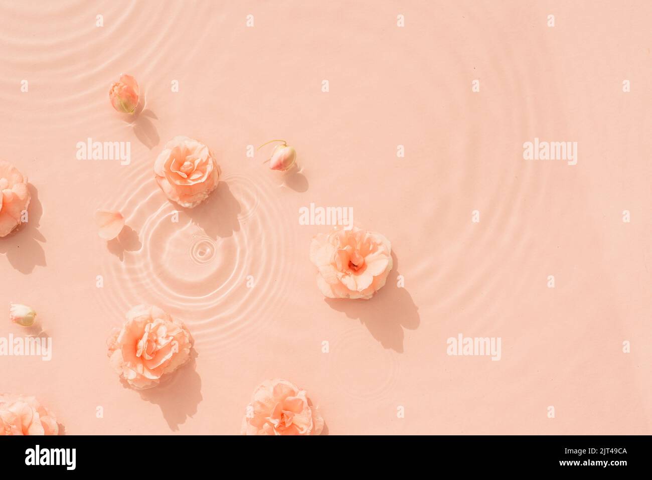 Pink aquatic, transparent water texture with ripples and drops and pink ...