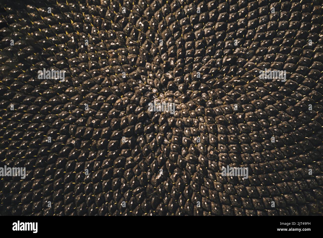 Vegetable background, black sunflower seeds close-up. Sunflower flower with ripe seeds. Ripe ...